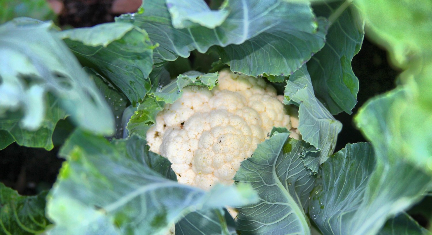 cauli curd in plant - Paleo Spirit