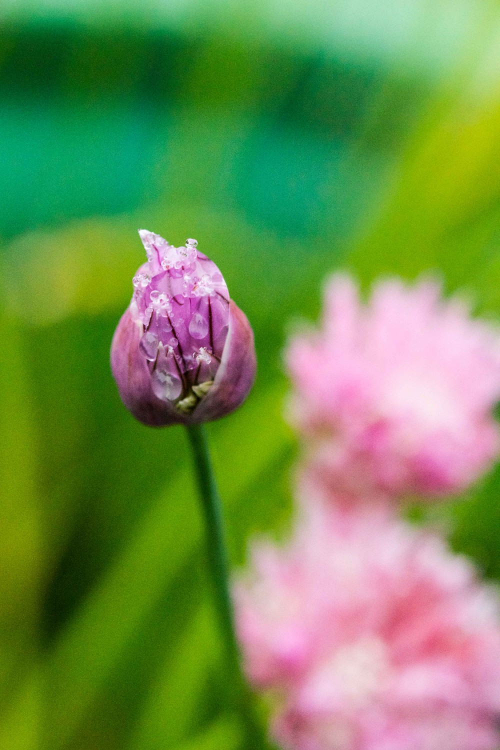 Wet Chives Paleo Spirit