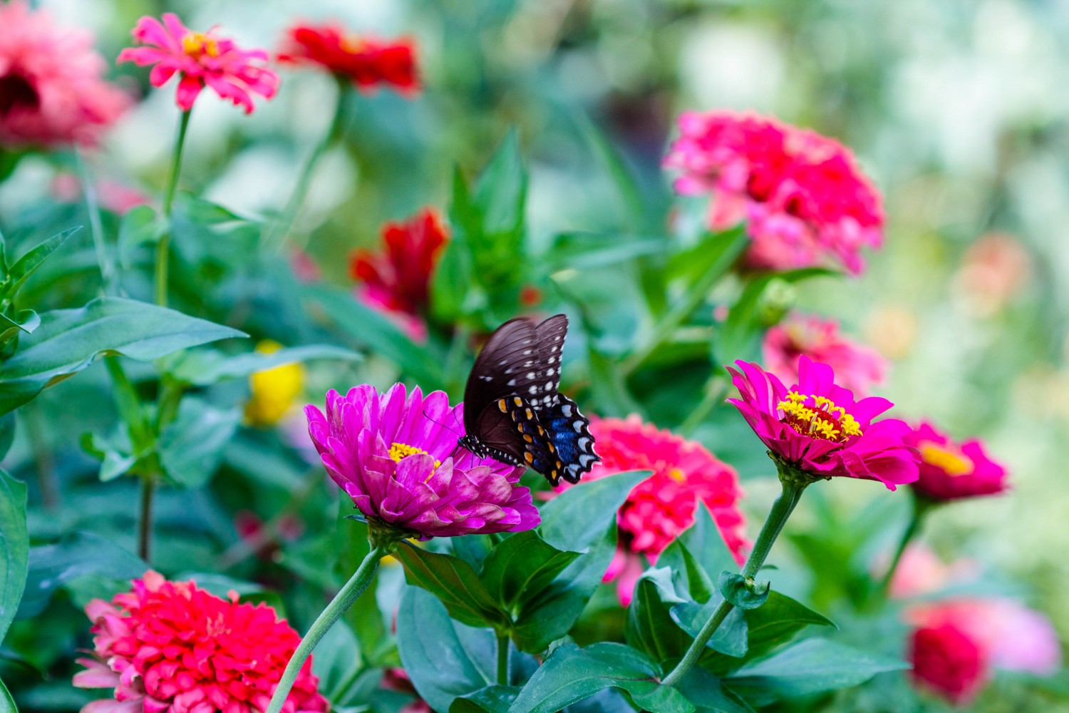 Butterfly and flowers - Paleo Spirit
