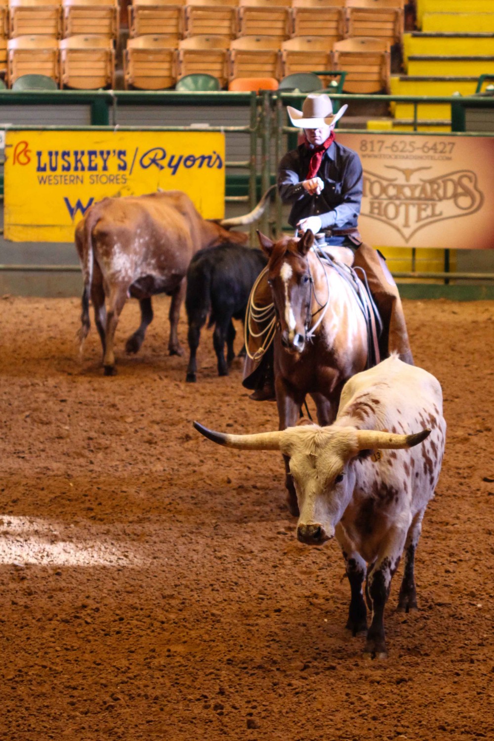 Roping a Longhorn - Paleo Spirit